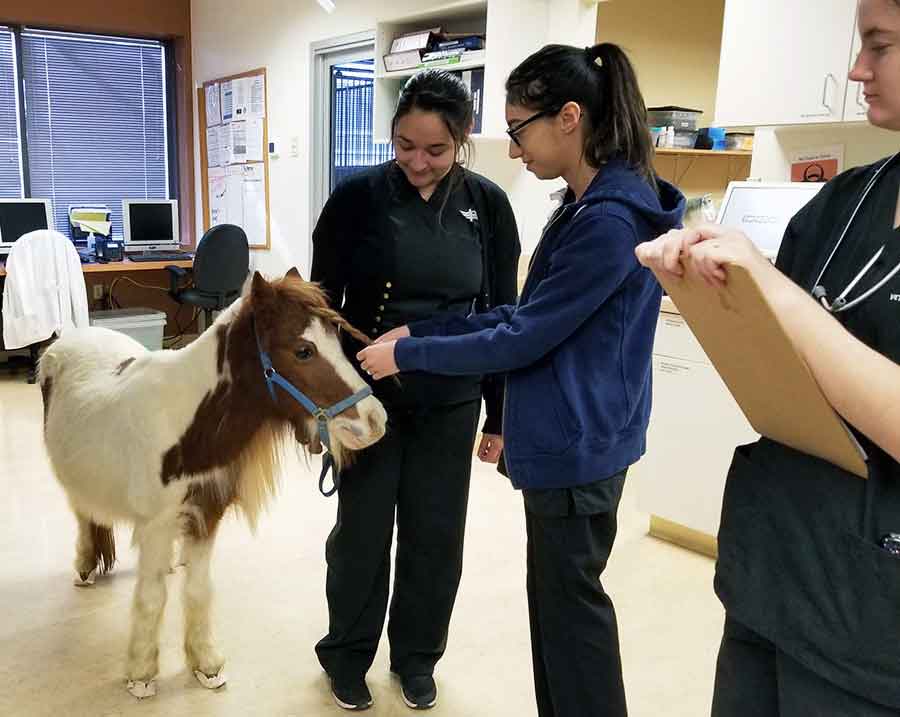 4 Places a Veterinary Assistant Can Work - Check Out Career Options