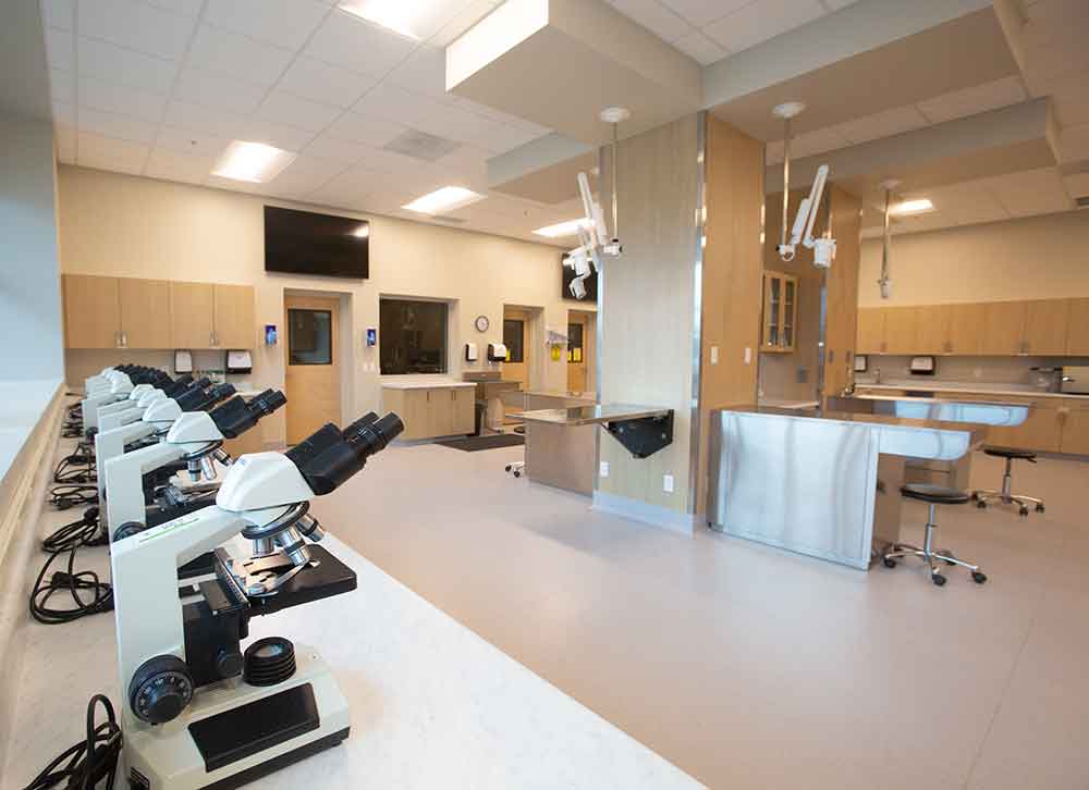 Why You Should Consider a Veterinary Assitant Career Helping Animals